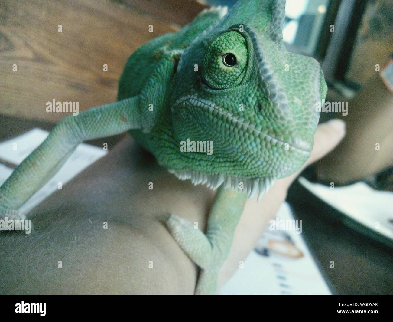 Real chameleon hi-res stock photography and images - Alamy