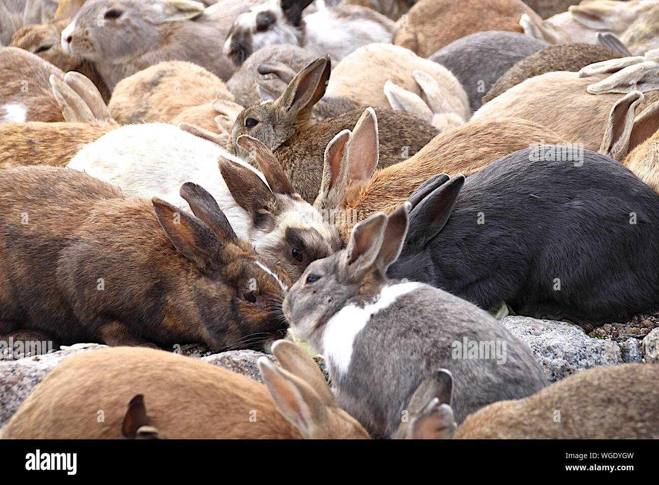 Animal shots hi-res stock photography and images - Alamy