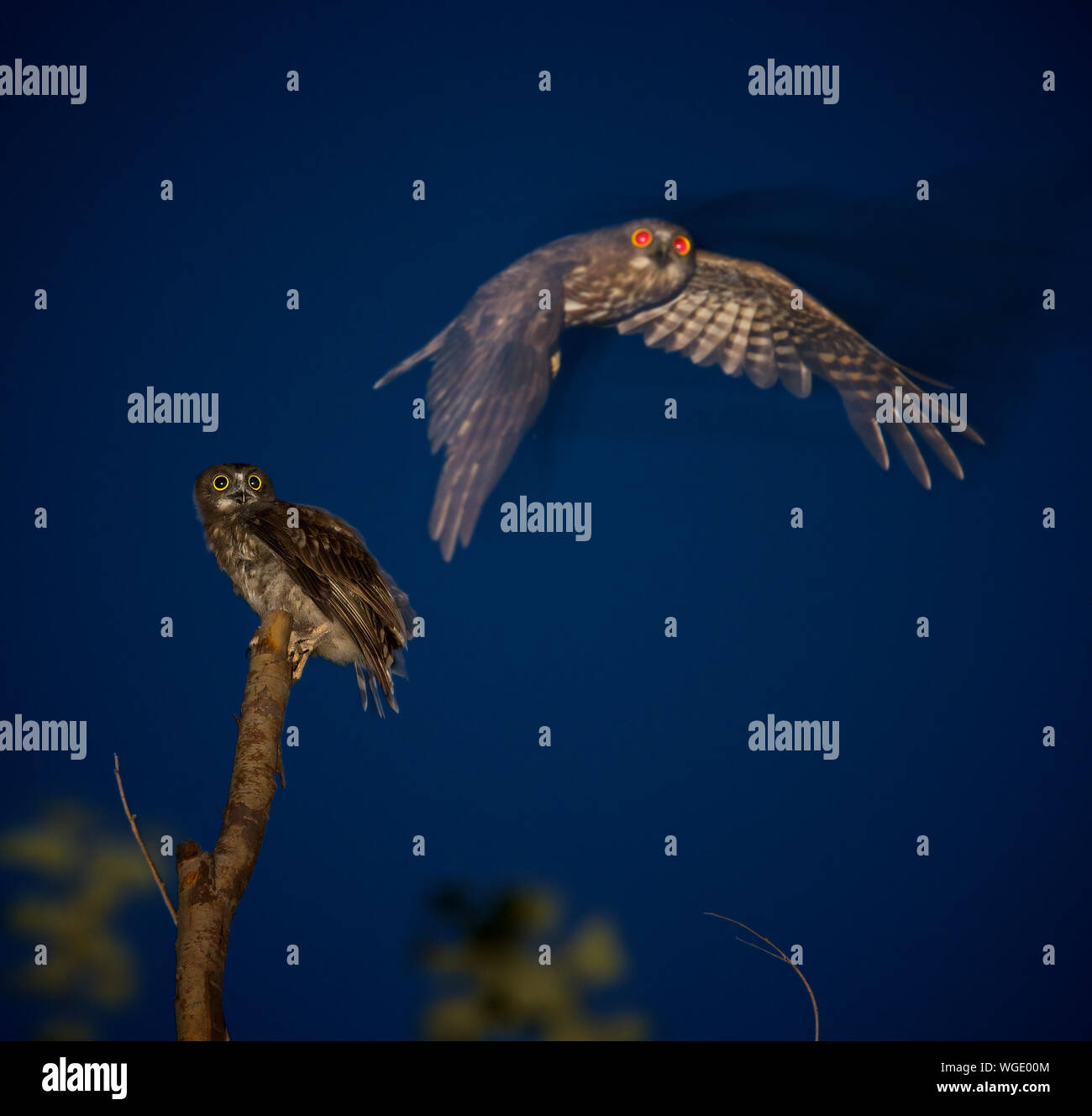 Night hawk hi-res stock photography and images - Alamy