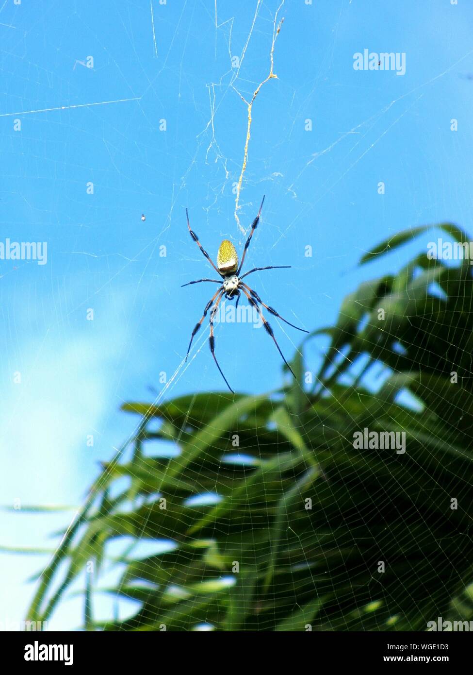 Golden silk orb weaver spider hi-res stock photography and images - Alamy