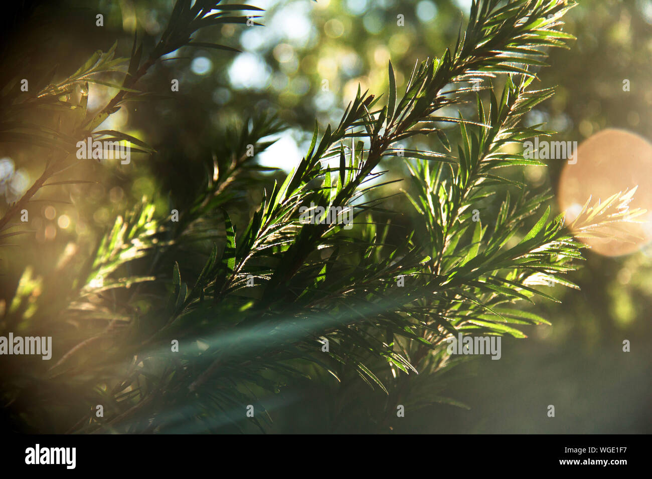 Lens flare photography hi-res stock photography and images - Alamy