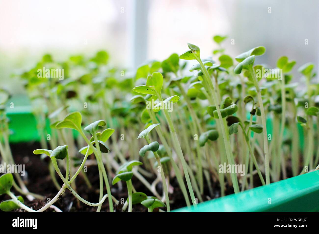 Seedlings container hi-res stock photography and images - Alamy