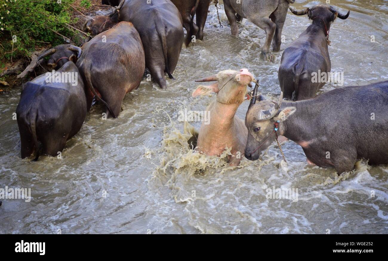Buffalo in the river hi-res stock photography and images - Alamy