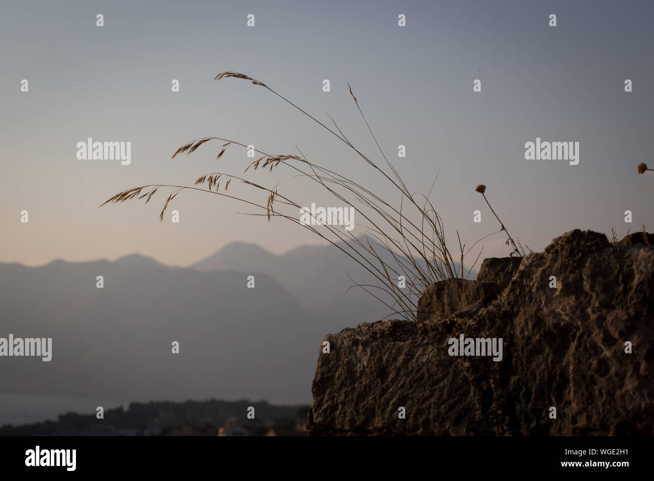 Plants Growing On Cliff High Resolution Stock Photography and Images ...