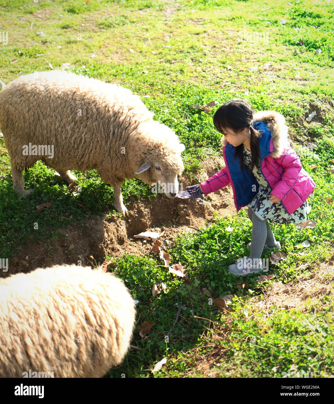 Girl standing with two sheep hi-res stock photography and images - Alamy