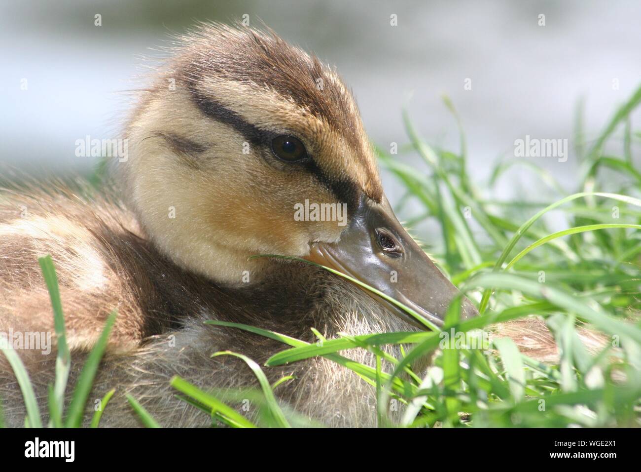 People ducking hi-res stock photography and images - Alamy