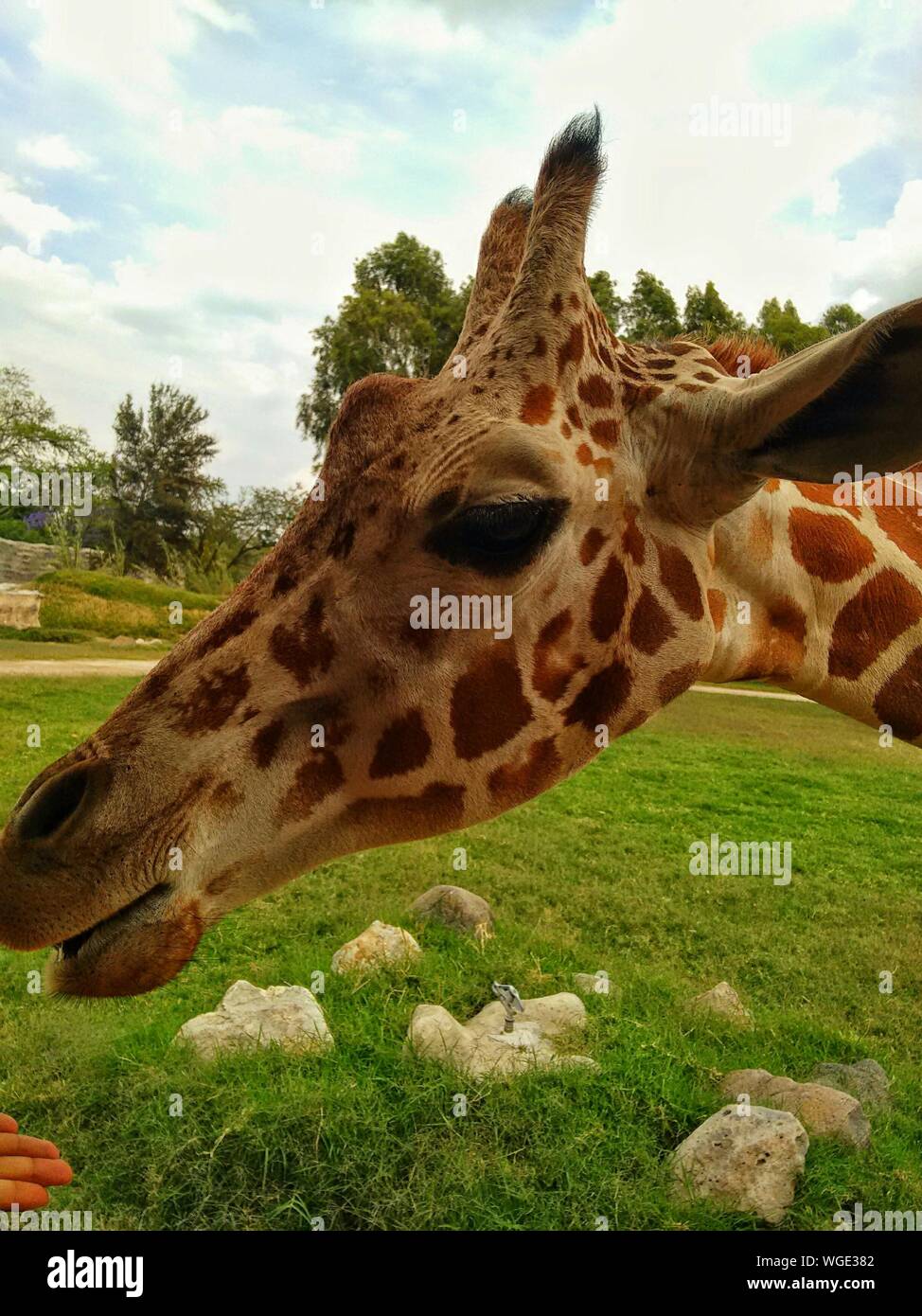 Giraffe head side hi-res stock photography and images - Alamy