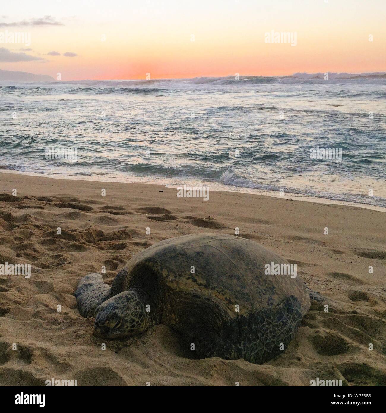 Turtle beach sunset hi-res stock photography and images - Alamy