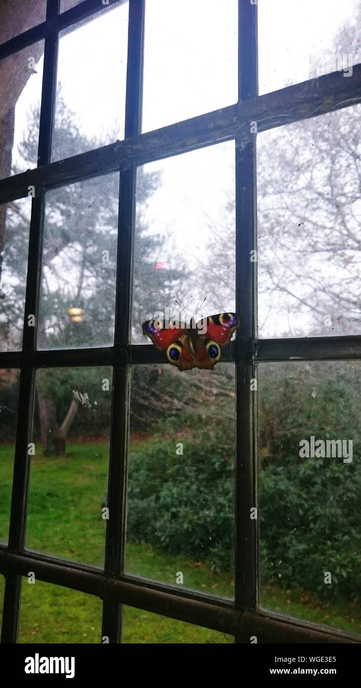 Transparent moth hi-res stock photography and images - Alamy