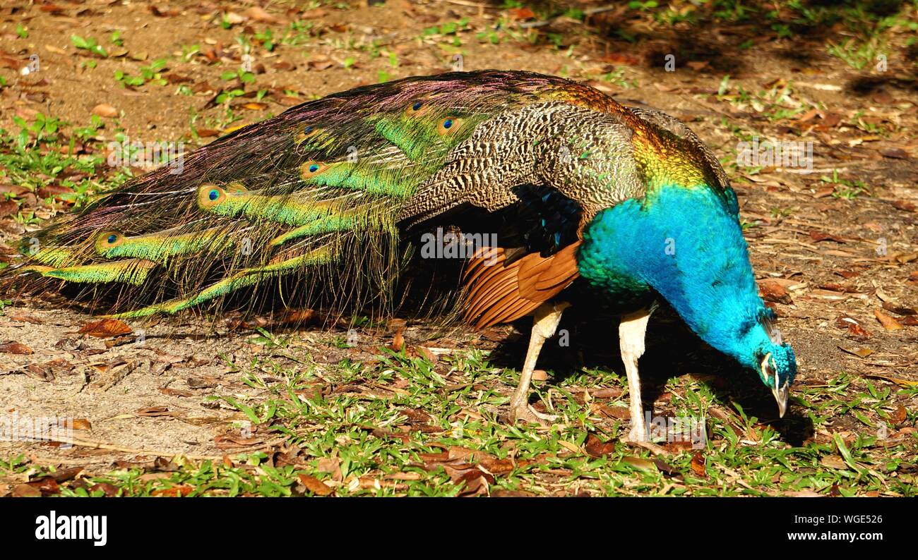 Peacock Side View High Resolution Stock Photography and Images - Alamy
