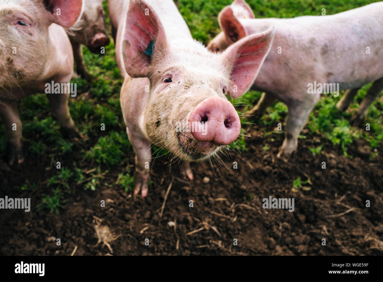 Domestic pig standing in mud hi-res stock photography and images - Alamy