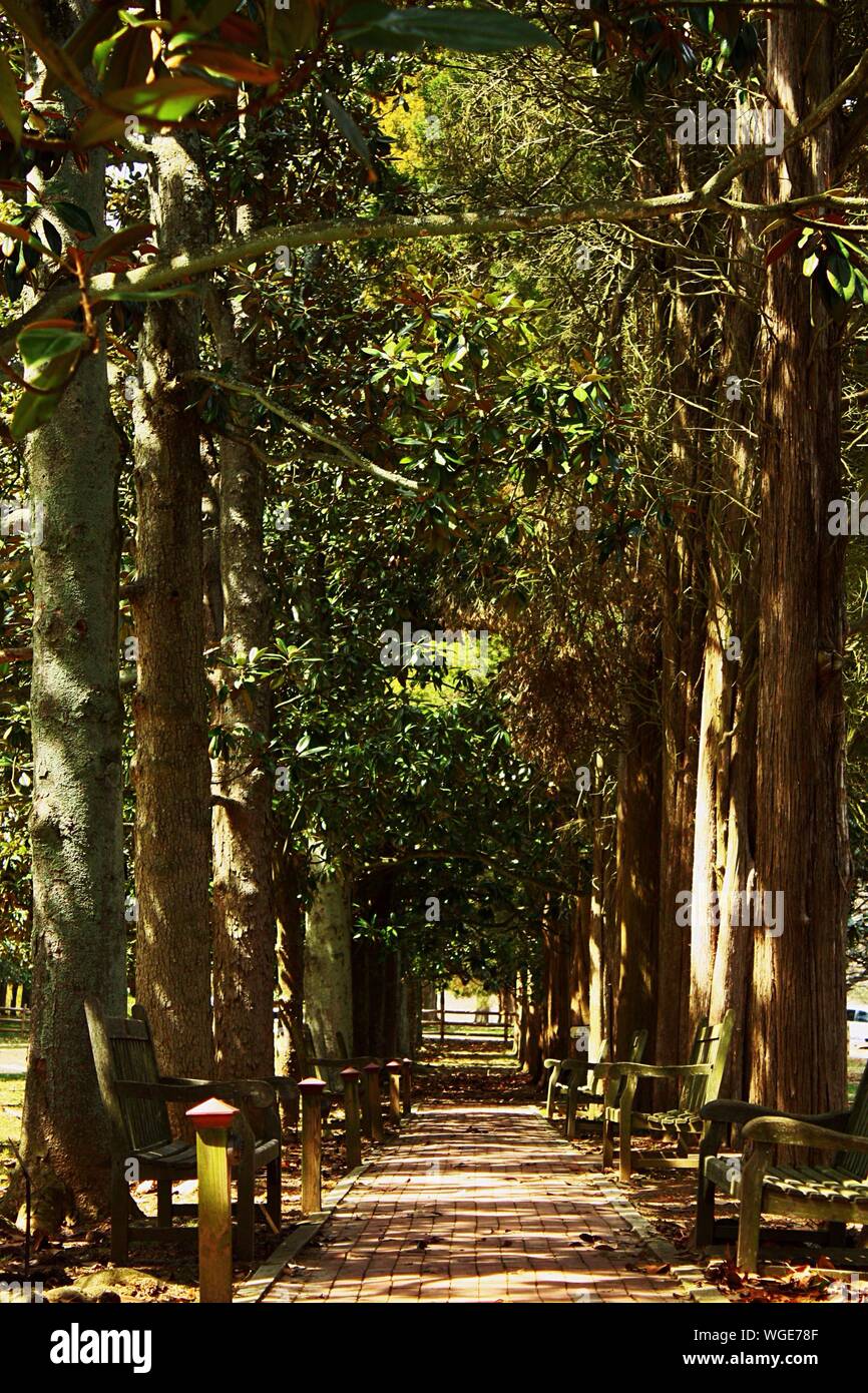 Empty trees hi-res stock photography and images - Alamy