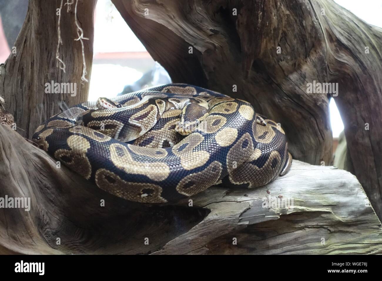 Dead zoo hi-res stock photography and images - Alamy