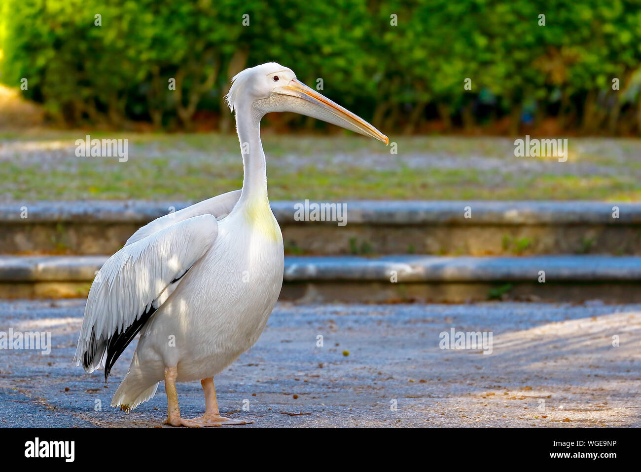 Side view pelican hi-res stock photography and images - Alamy