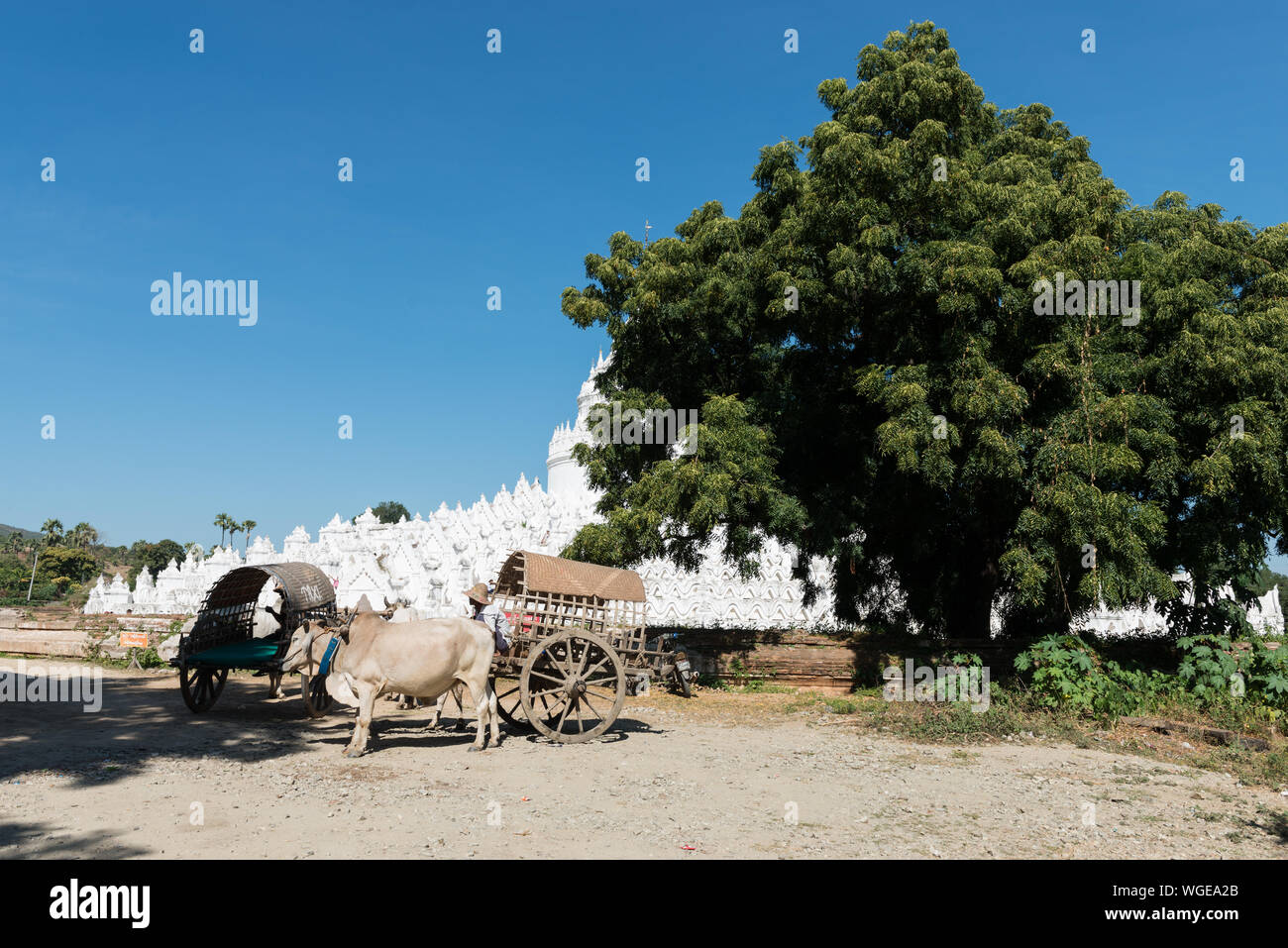 MANDALAY, MYANMAR - 04 DECEMBER, 2018: Wide angle picture of burmese ox ...