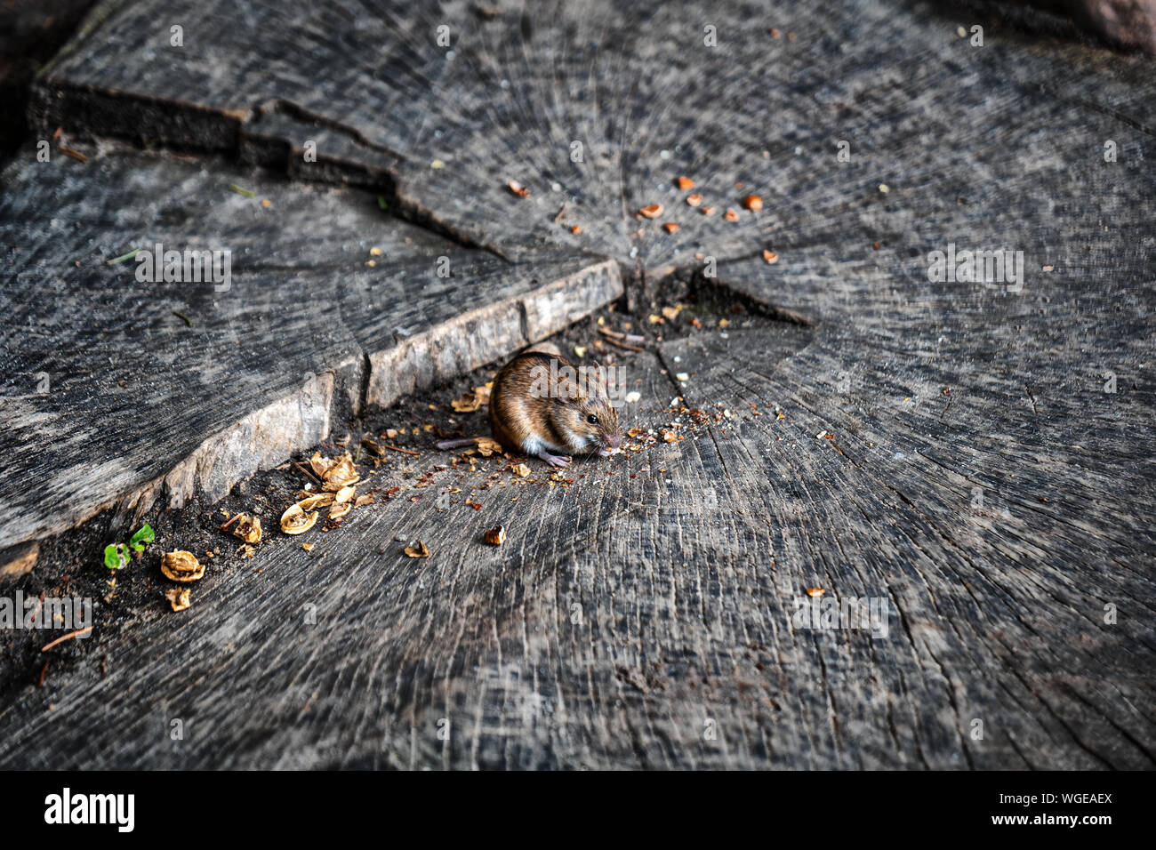 Striped field mouse (Apodemus agrarius) on tree stamp eating nuts ...