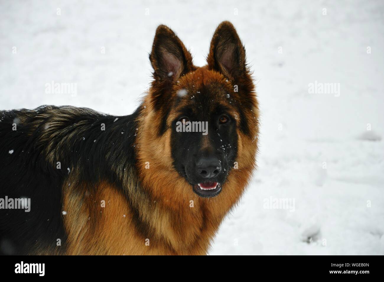 German Shepherd Snow High Resolution Stock Photography and Images - Alamy