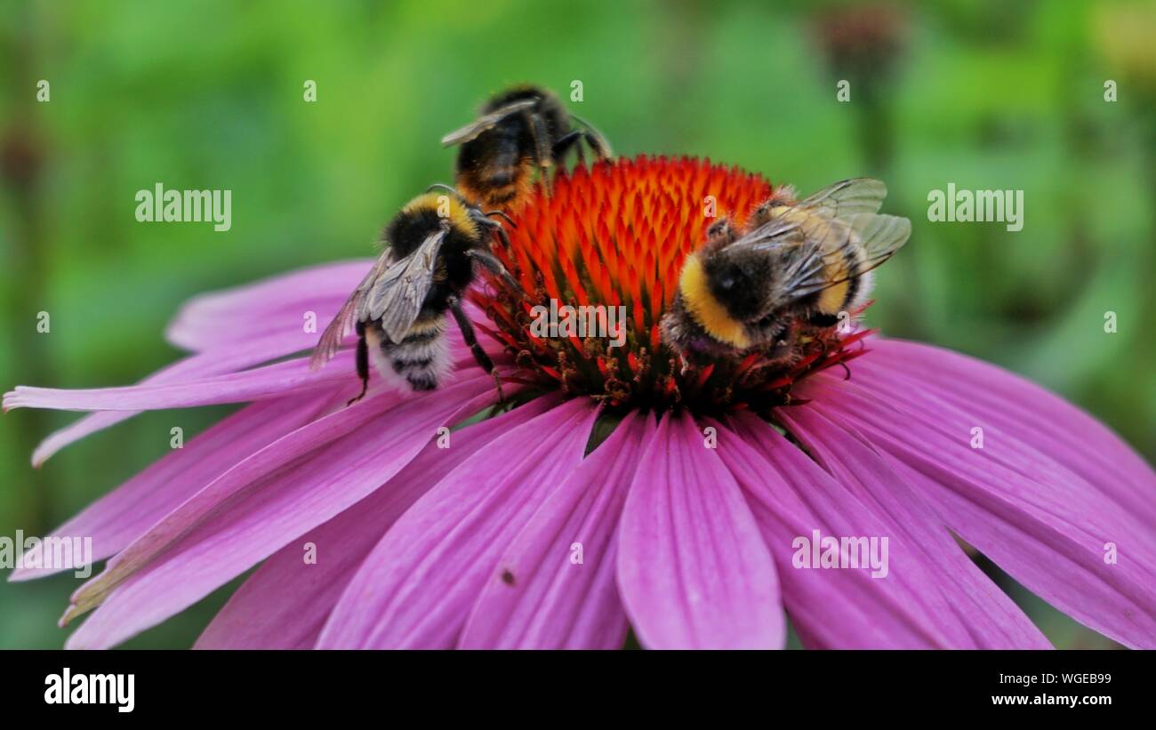 Insects pollinating flowers hi-res stock photography and images - Alamy
