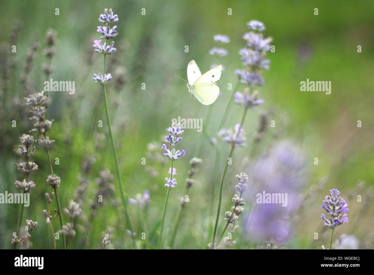 Butterfly flying above flowers hi-res stock photography and images - Alamy
