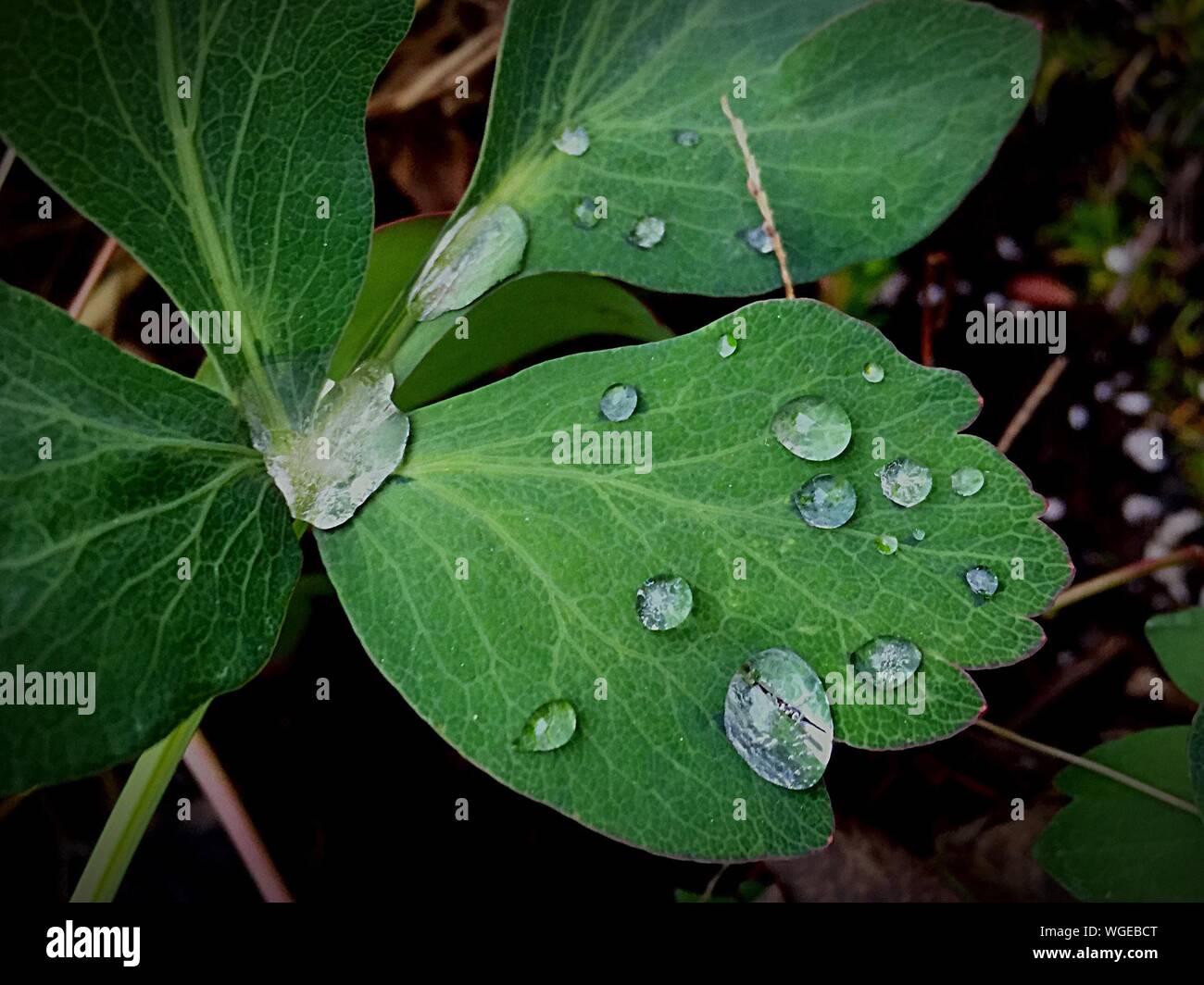 Ice leaf hi-res stock photography and images - Alamy