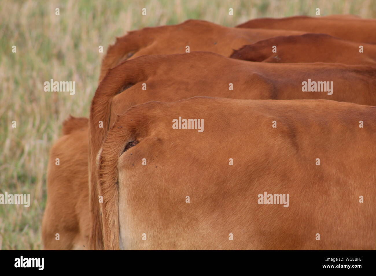Row Of Cows High Resolution Stock Photography and Images - Alamy