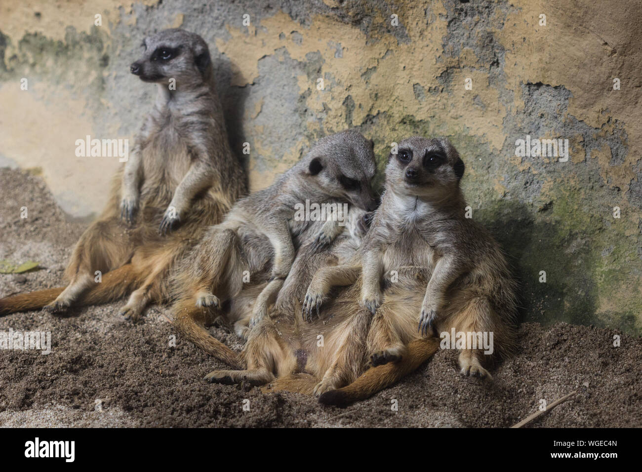 Four meerkats hi-res stock photography and images - Alamy