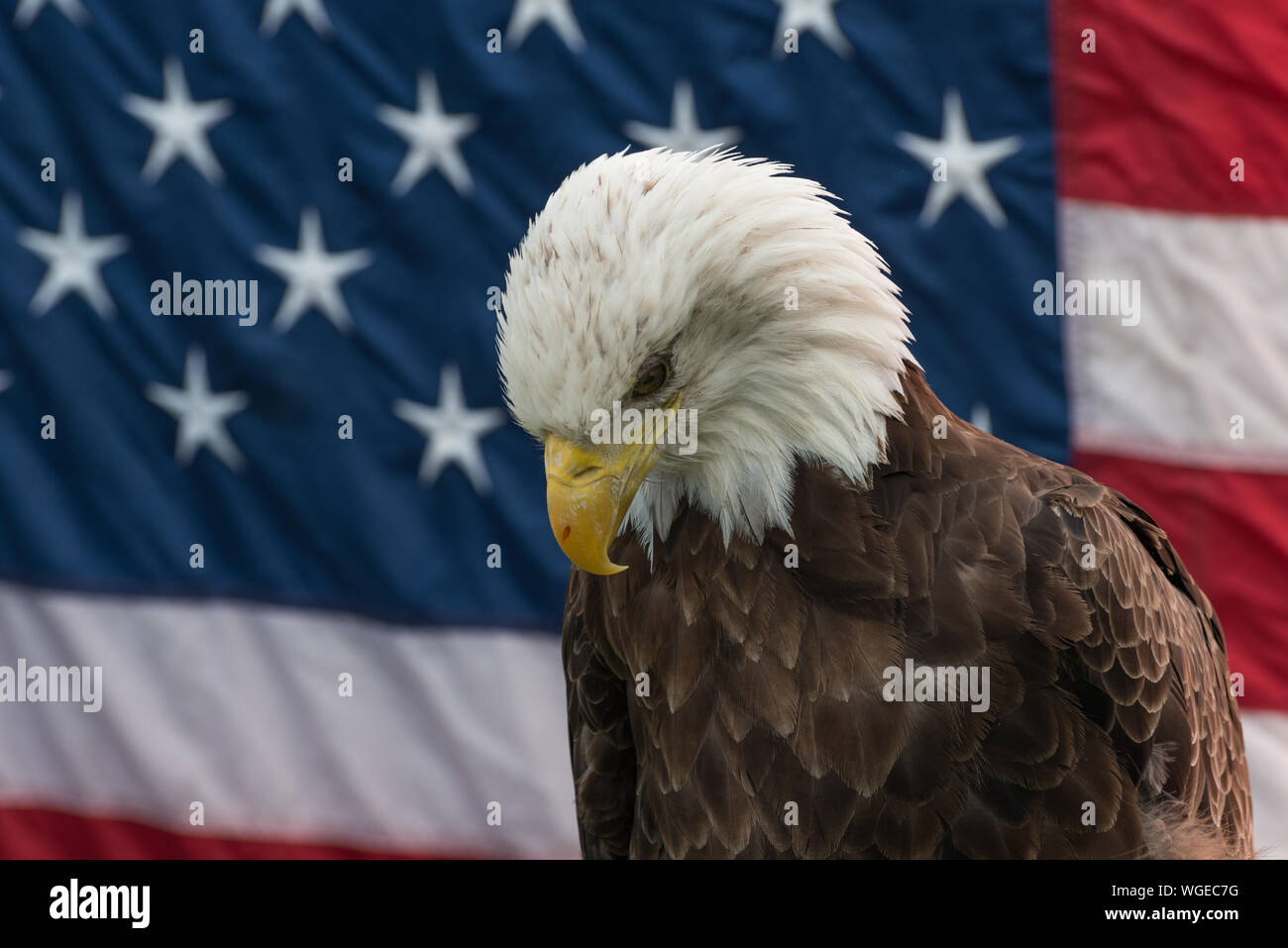 American bald eagle american flag hi-res stock photography and images ...