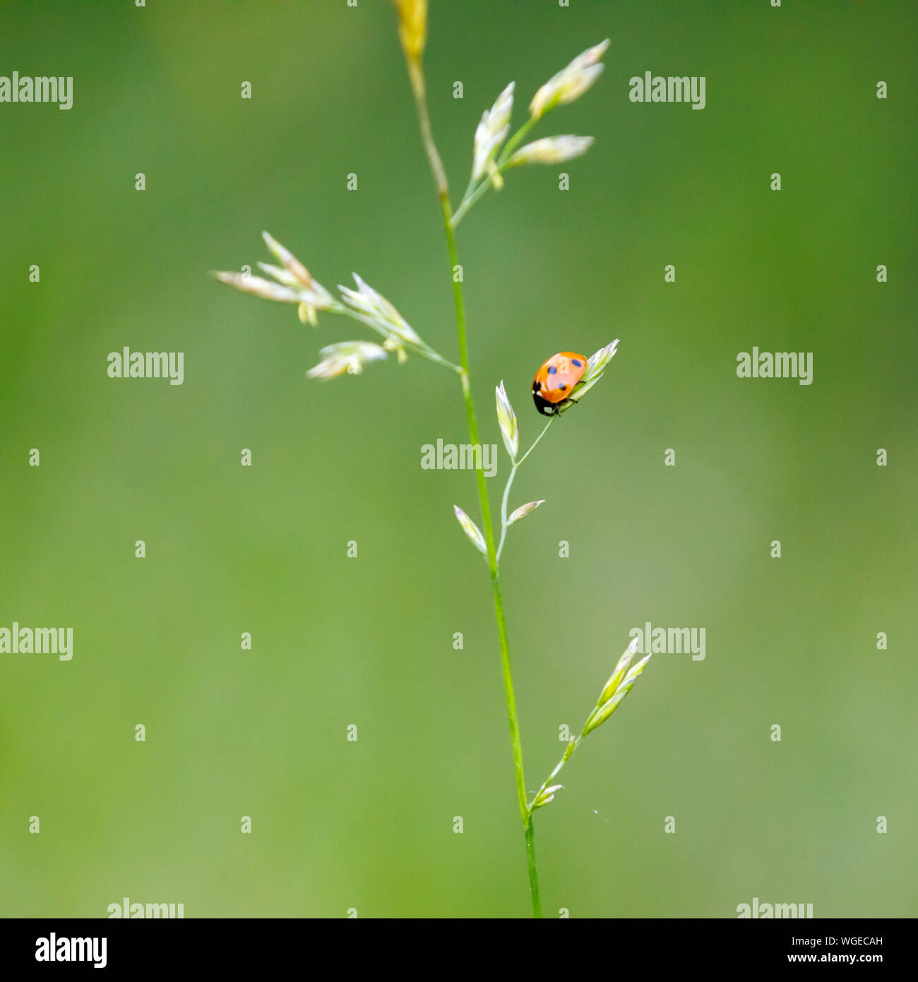 Little orange ladybug on a thin plant straw in front of green ...