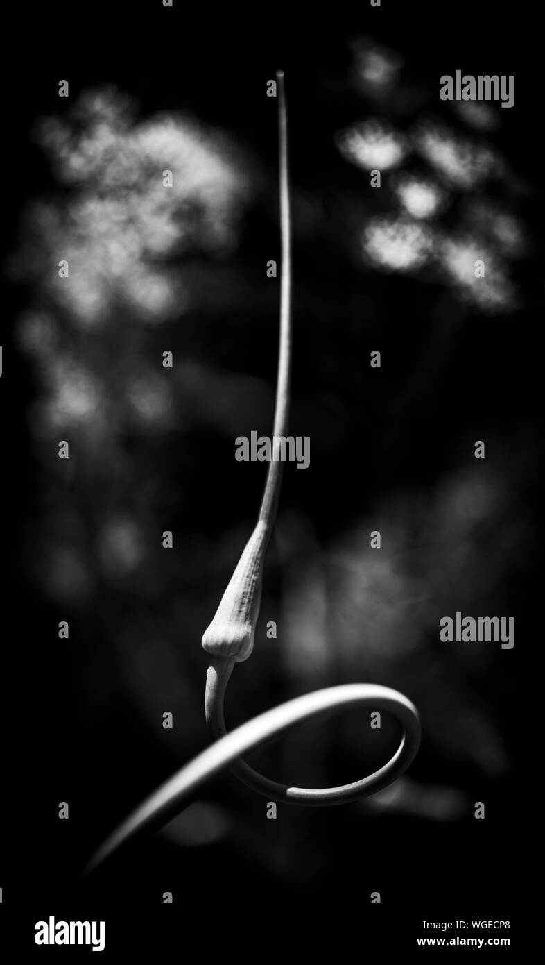Plant stem closeup Black and White Stock Photos & Images - Alamy