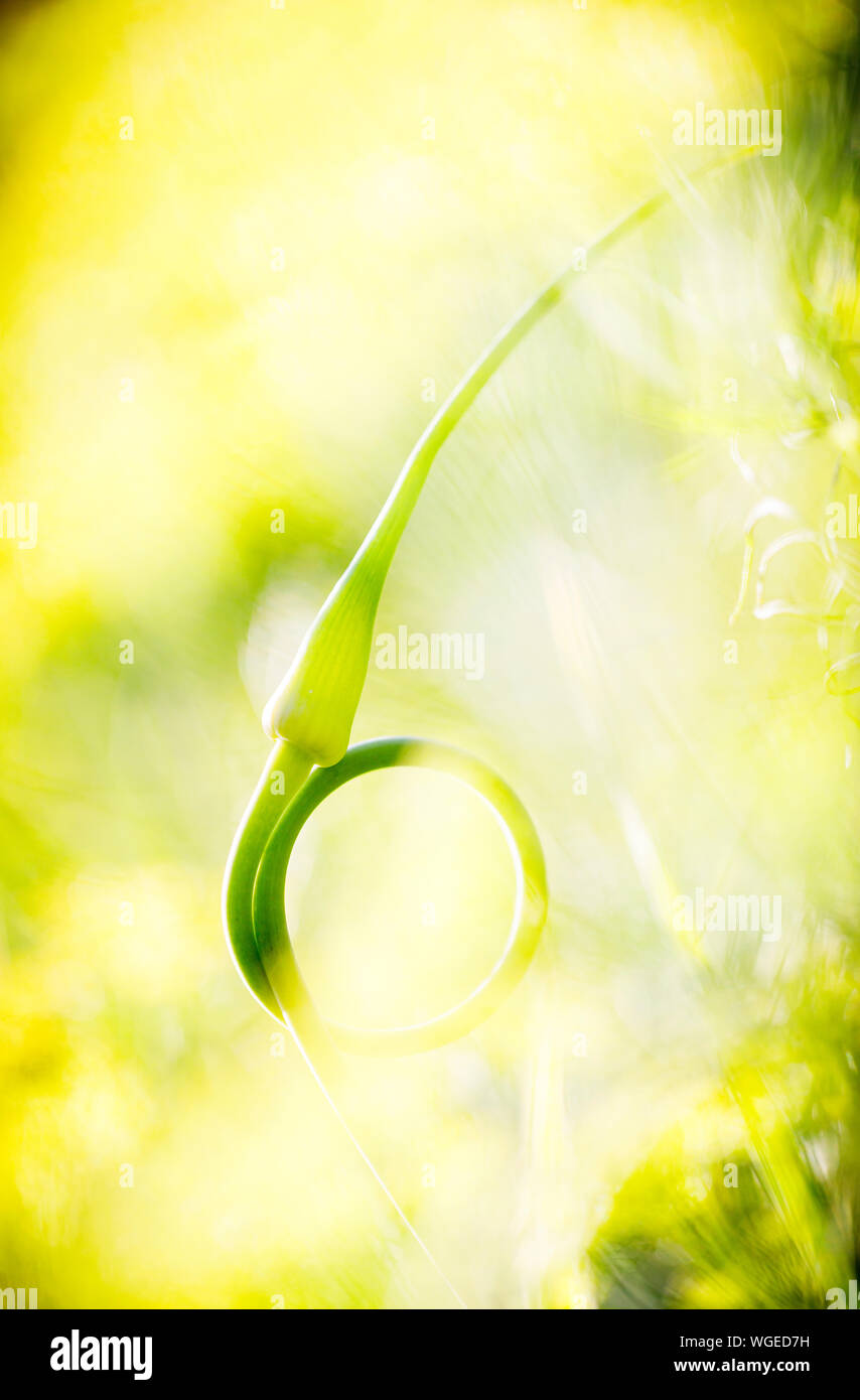 Garlic stem hi-res stock photography and images - Alamy