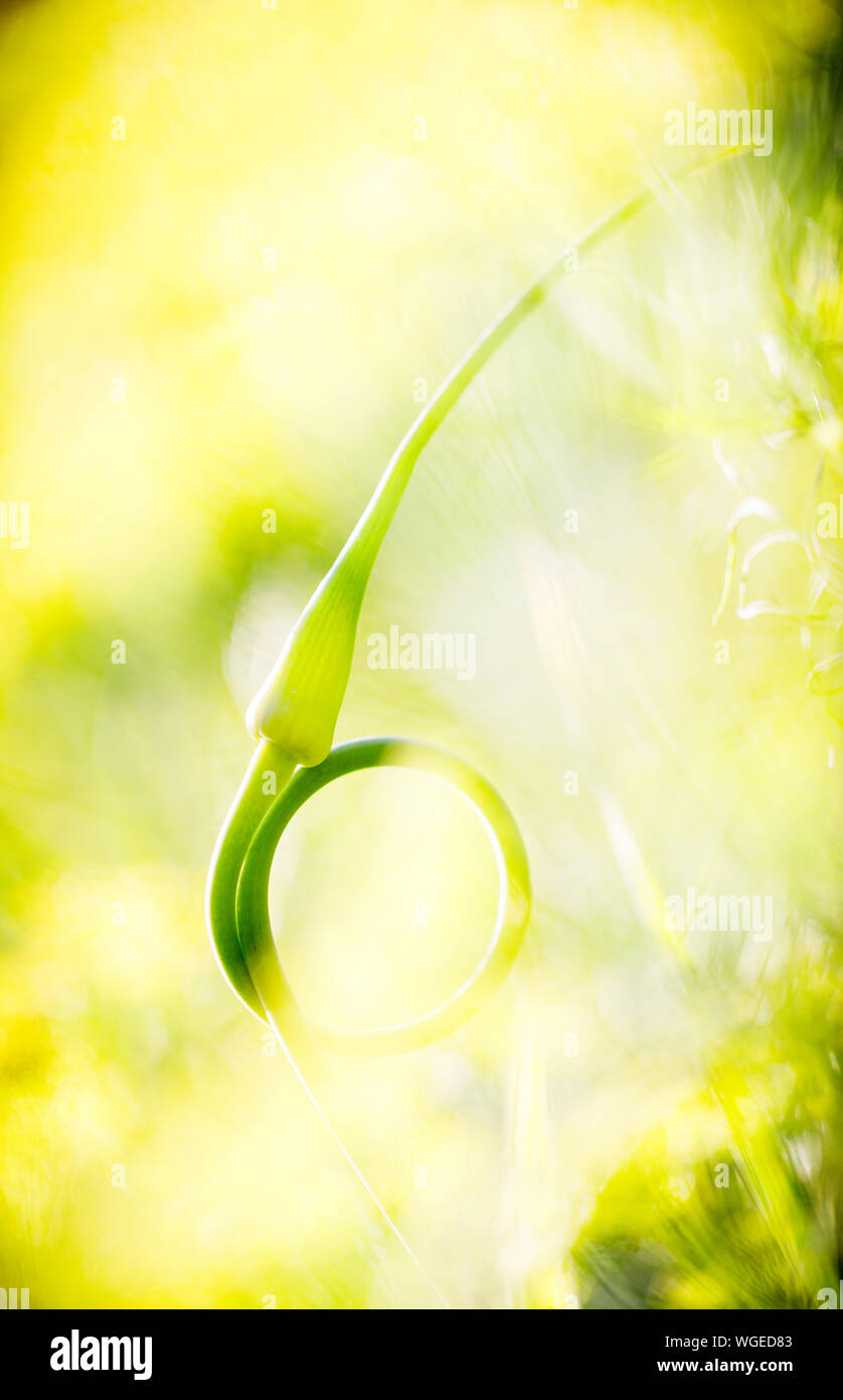Garlic stem hi-res stock photography and images - Alamy
