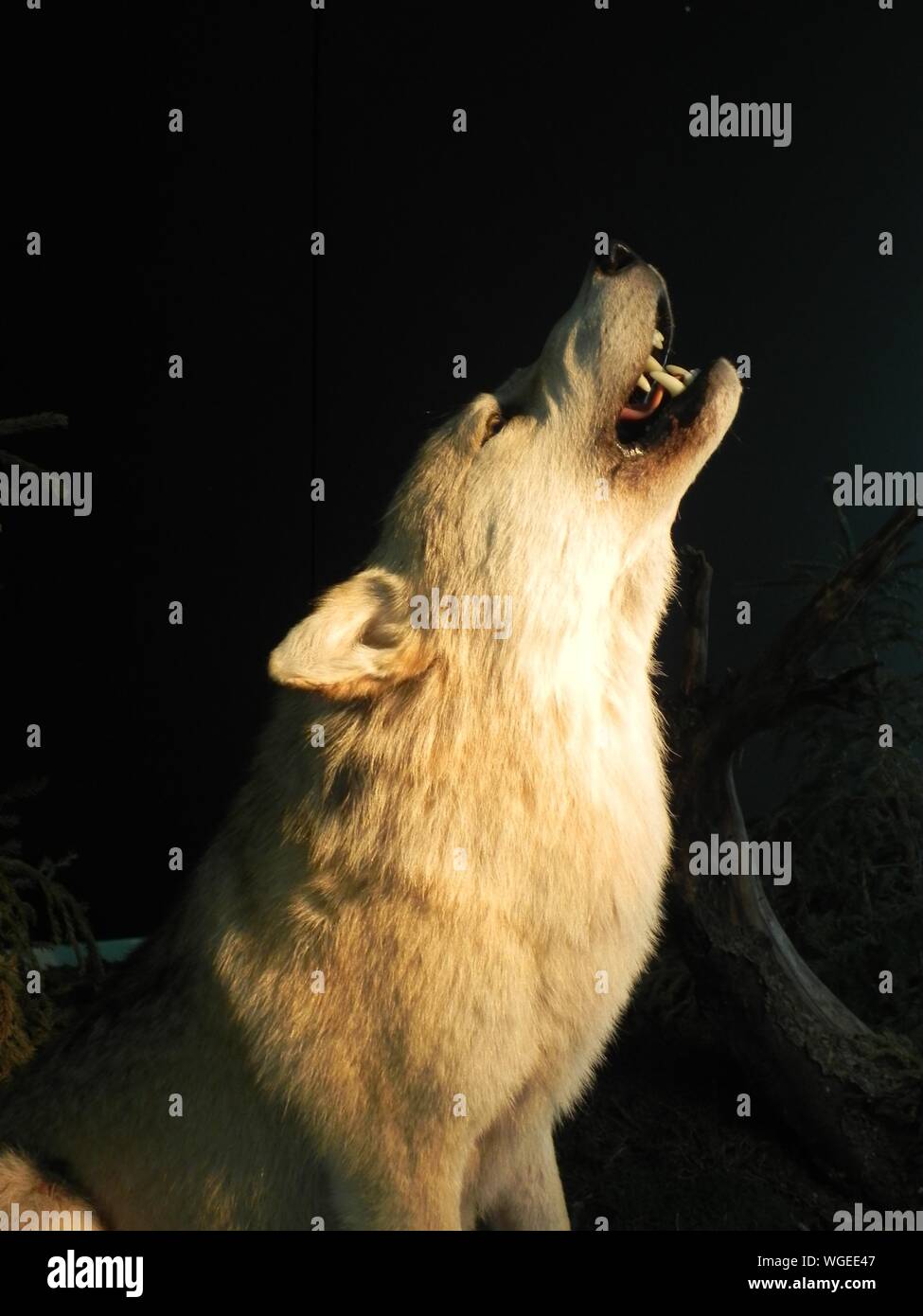 Black Alpha Wolf Howling