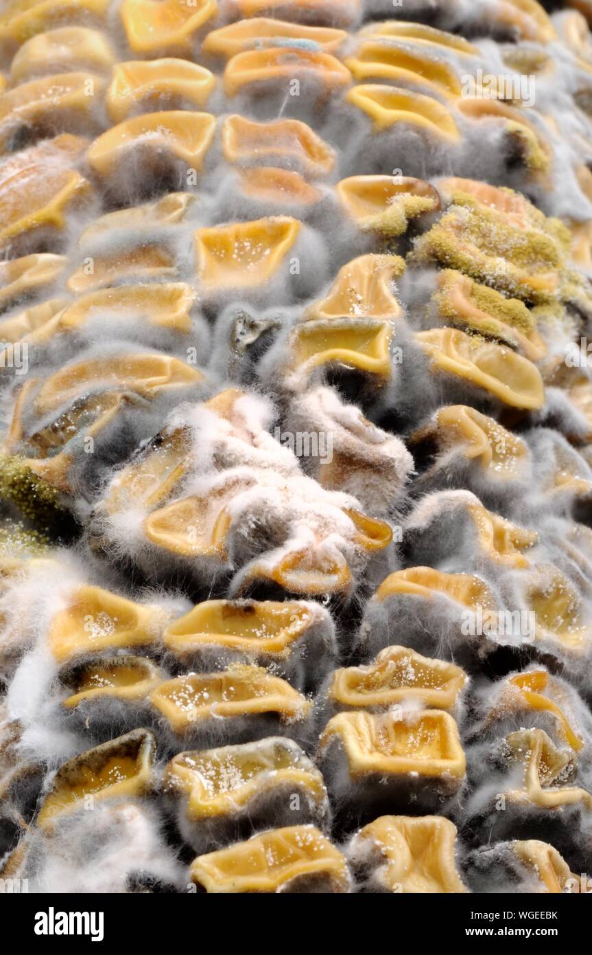 Rotting corn hi-res stock photography and images - Alamy