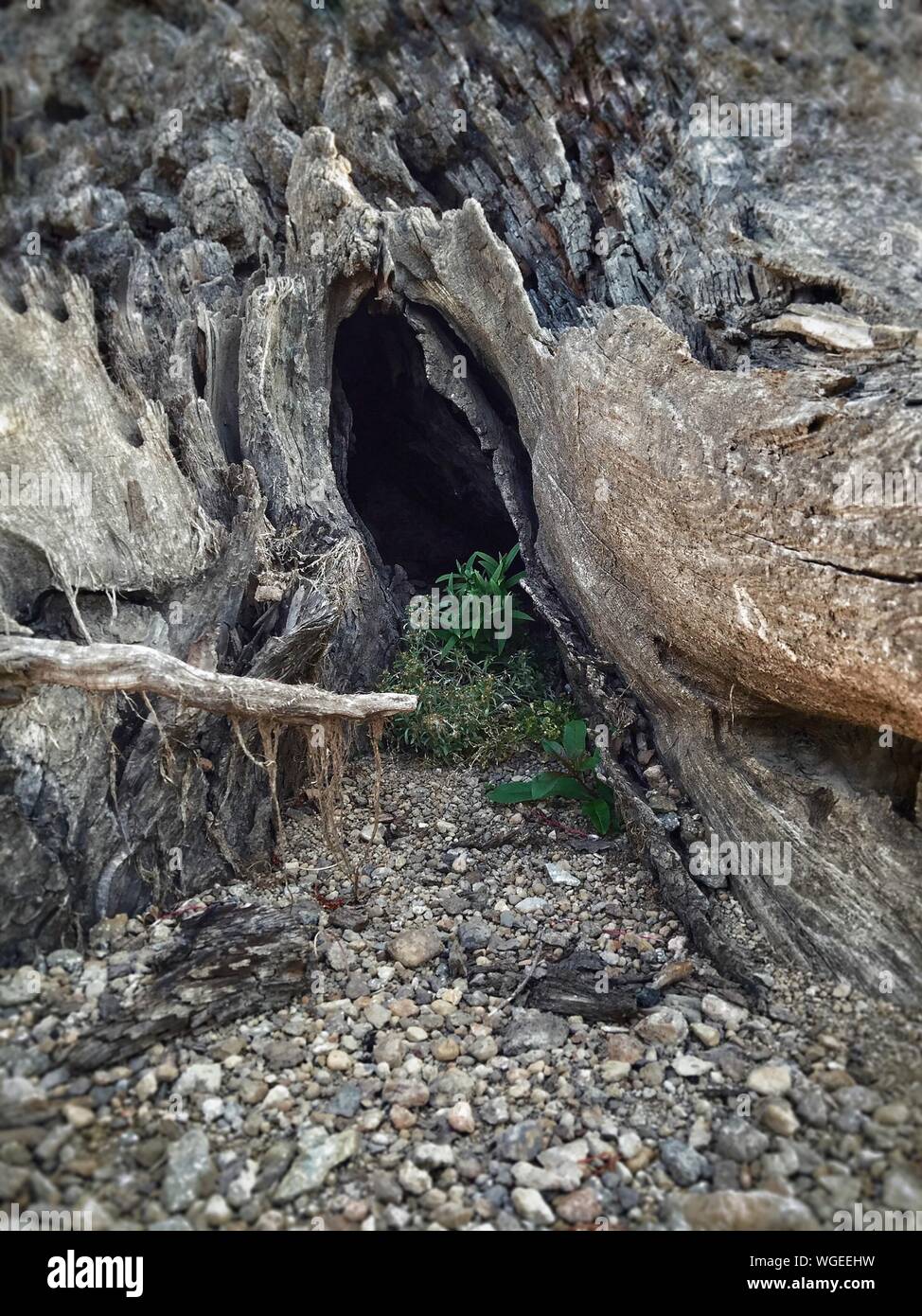 At tree cave hi-res stock photography and images - Alamy
