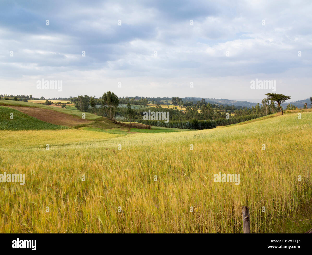 healthy field of wheat in the highlands of Ethiopia Stock Photo - Alamy