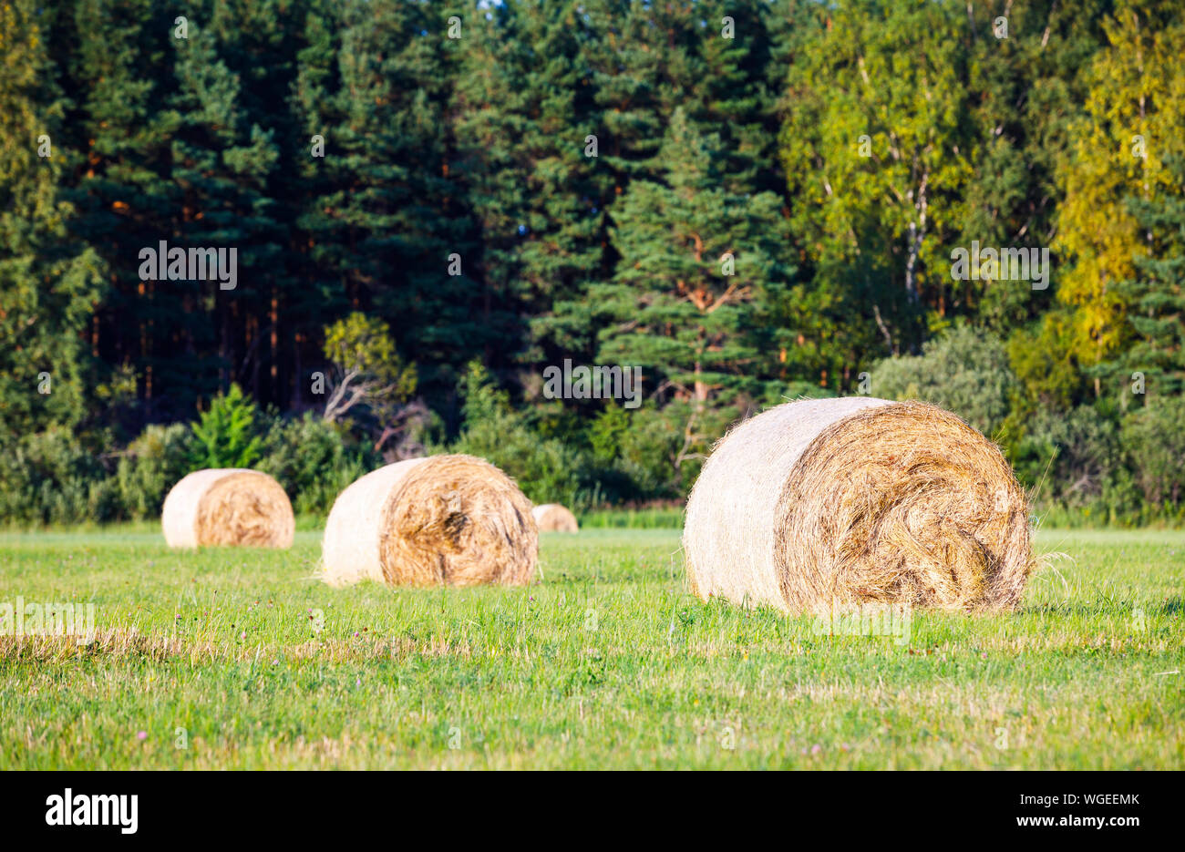 Multiple large hay rolls on large grass field at bright sunny summer ...
