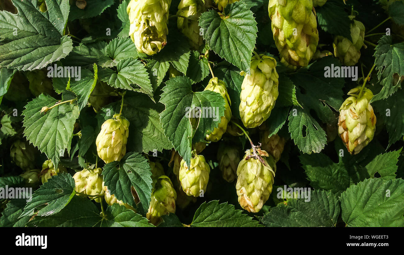 Growing of hops hi-res stock photography and images - Alamy