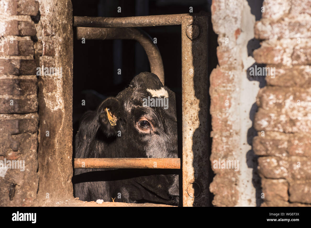 Cow Through Window High Resolution Stock Photography and Images - Alamy