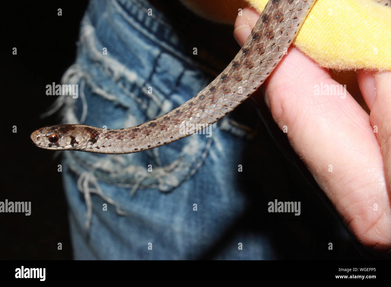 Person With Snake High Resolution Stock Photography and Images - Alamy