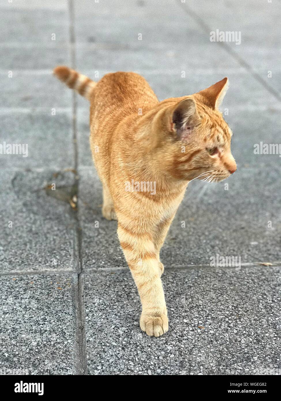 Cat walking street hi-res stock photography and images - Alamy