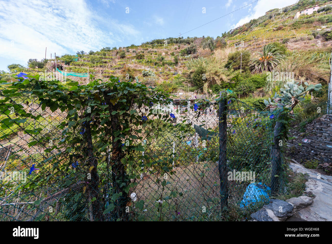 Glimpse of Vernazza, Cinque Terre Nature Park, La Spezia, Ligurian Sea ...