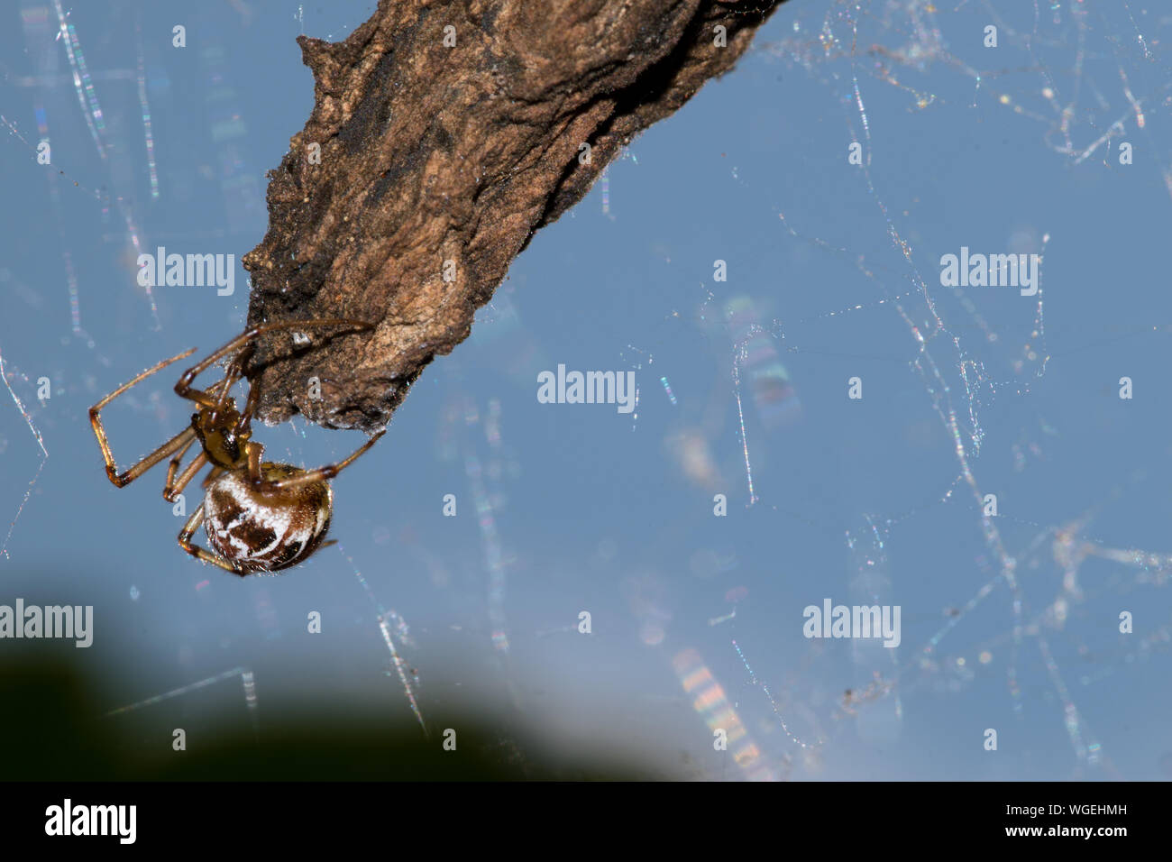 Spider climbing a leaf Stock Photo - Alamy