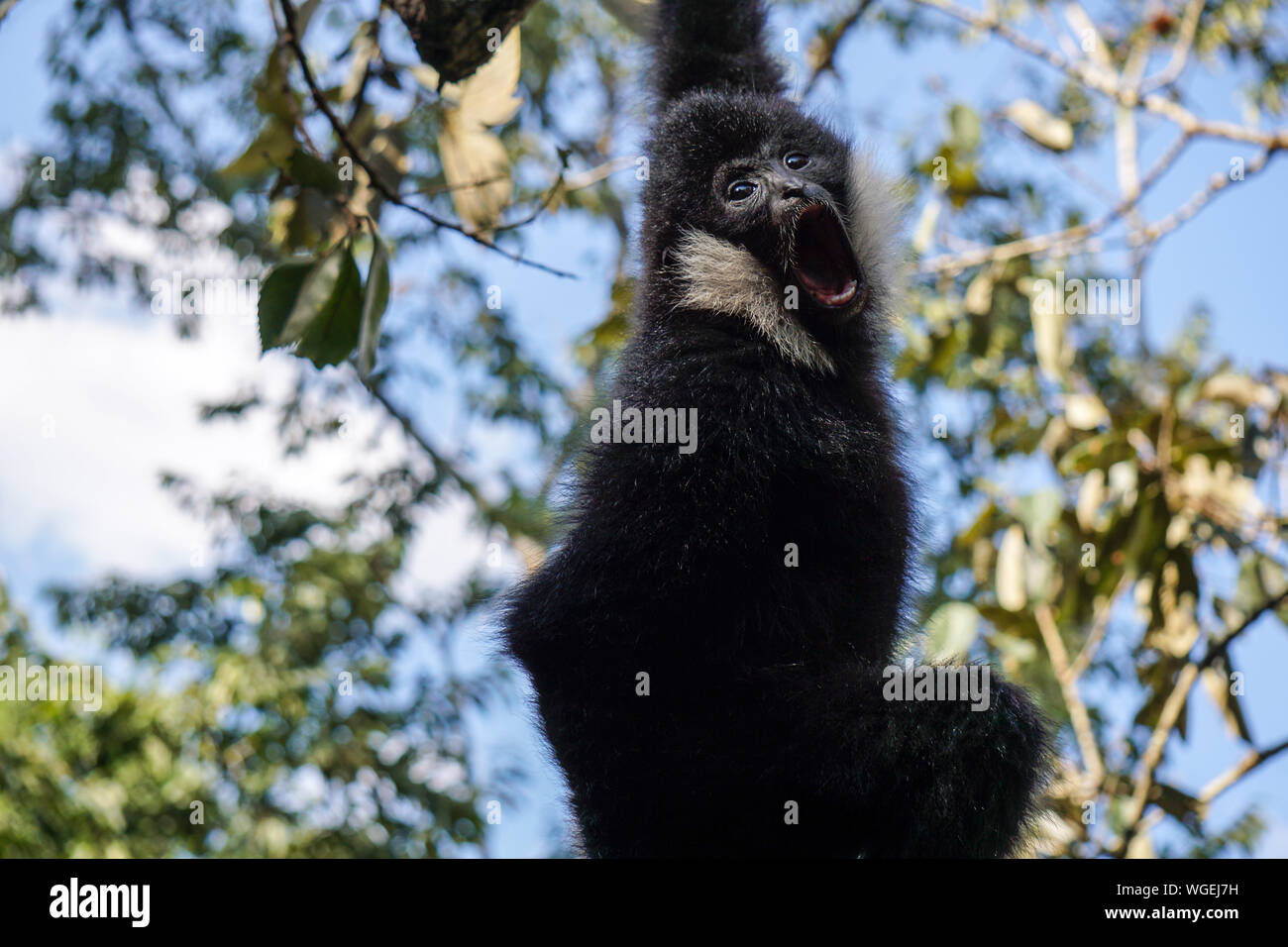 Angry Monkey Shouting High Resolution Stock Photography and Images - Alamy