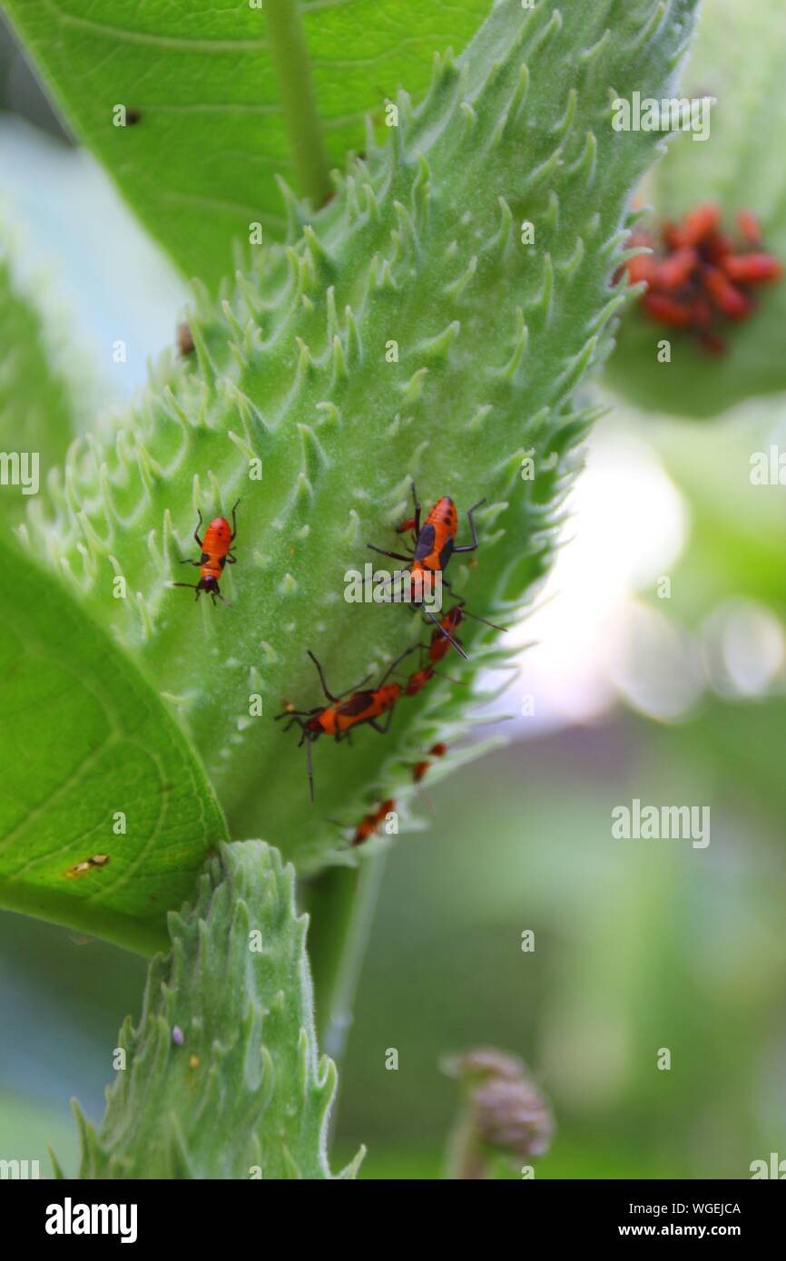 Milkweed Bugs, Ohio Stock Photo - Alamy