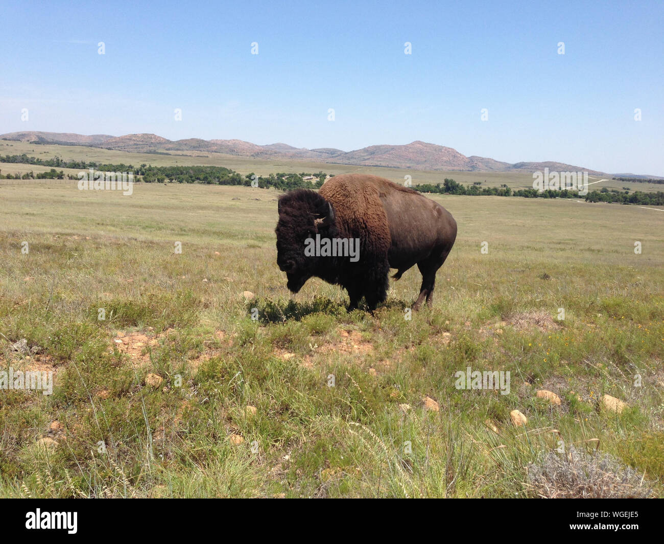 Side view male bison hi-res stock photography and images - Alamy