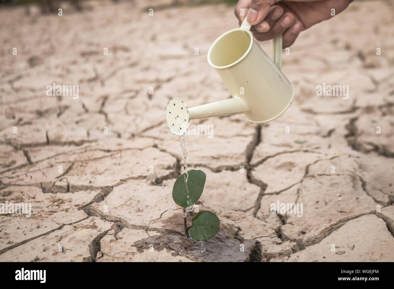 Arid land plant hi-res stock photography and images - Alamy