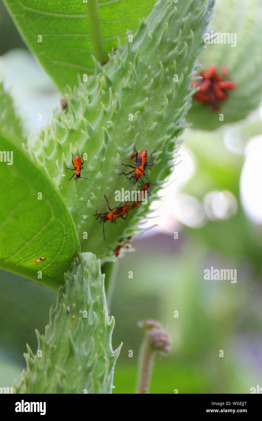 Milkweed Bugs, Ohio Stock Photo - Alamy