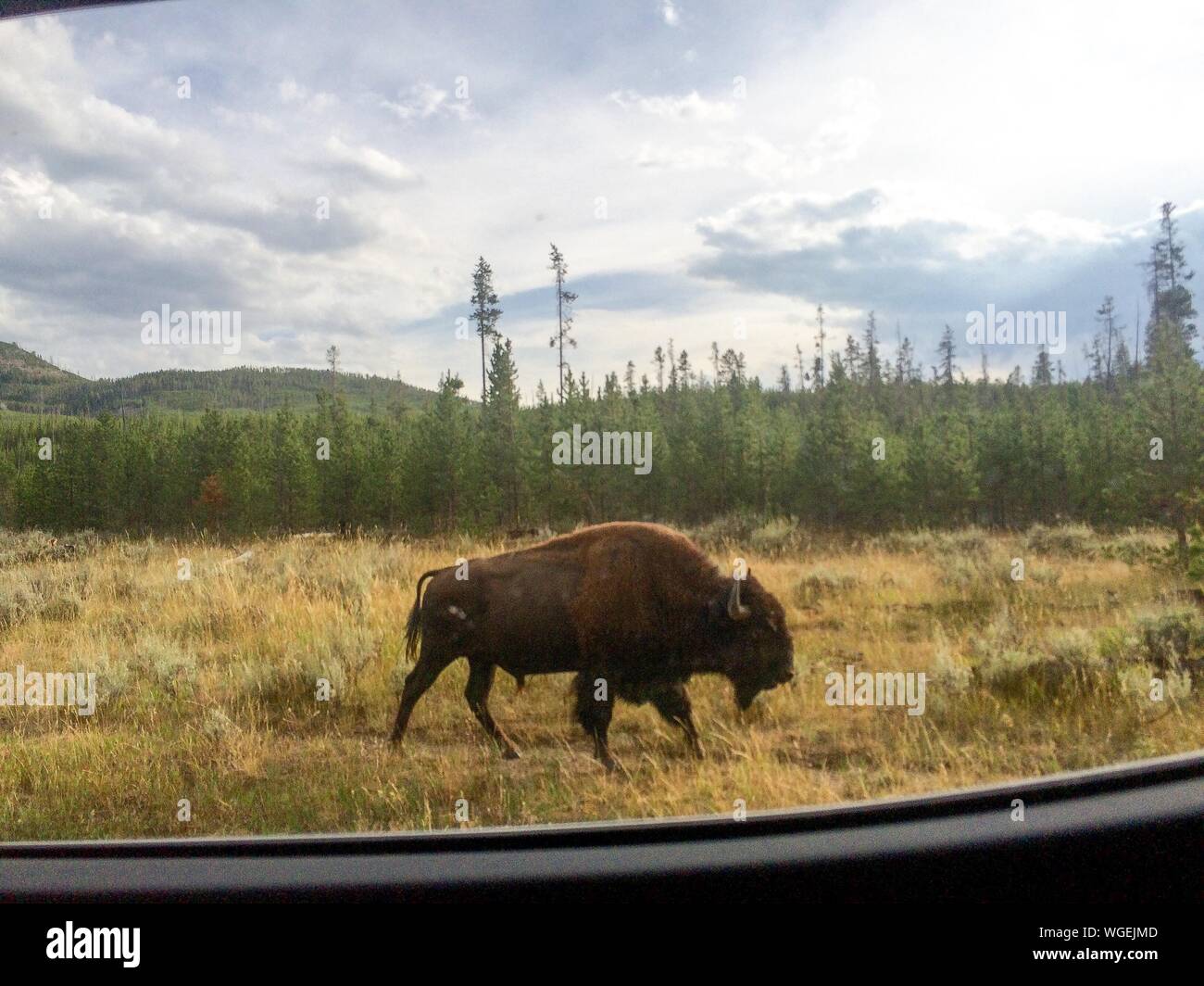 American Bison On Field Seen Through Car Window Stock Photo - Alamy