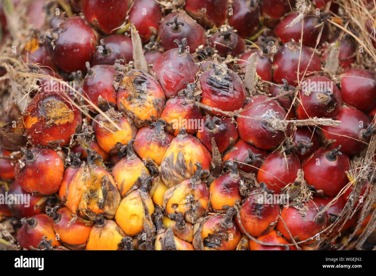 Oil Seeds High Resolution Stock Photography and Images - Alamy