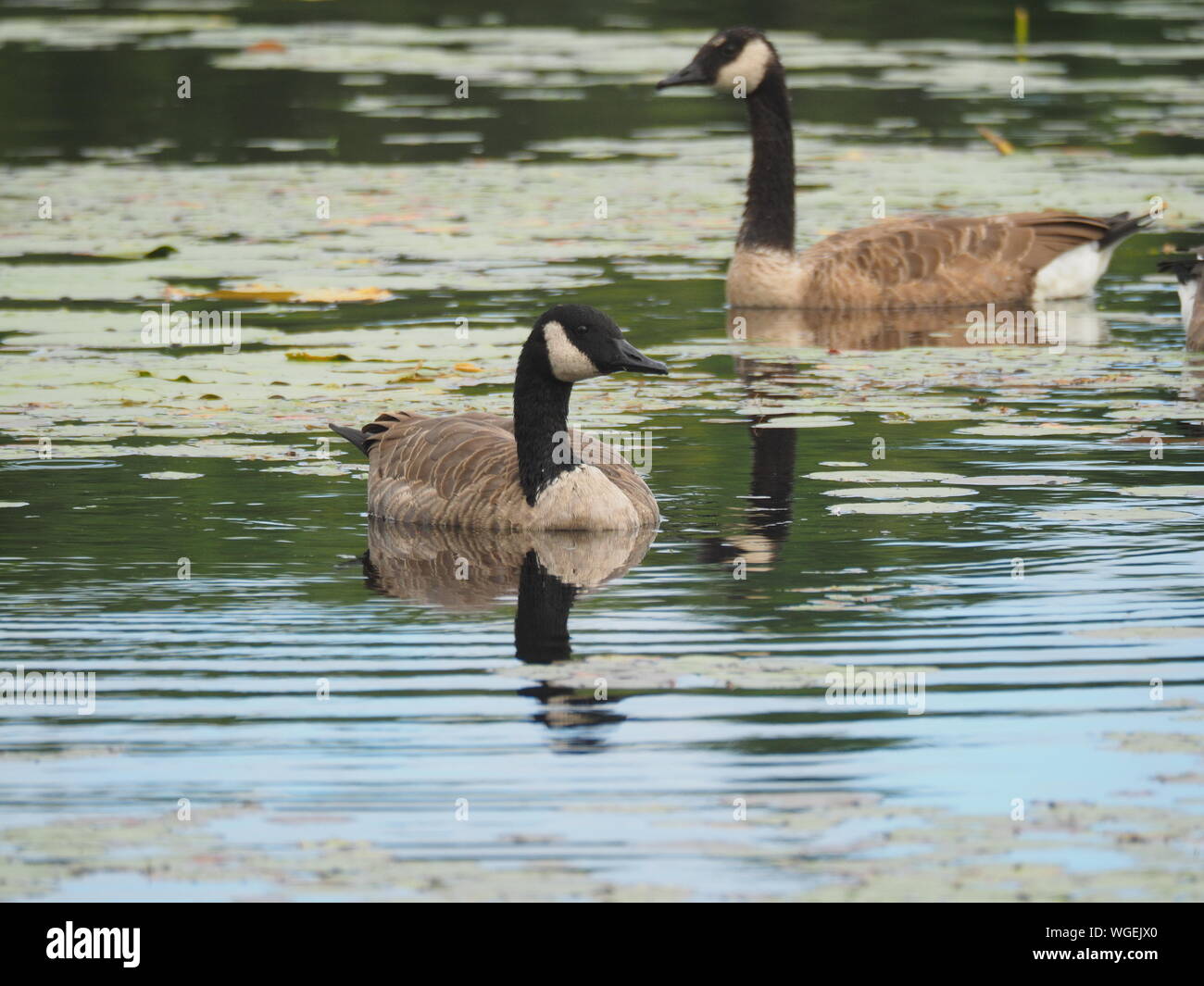 Shallow river geese hi-res stock photography and images - Alamy